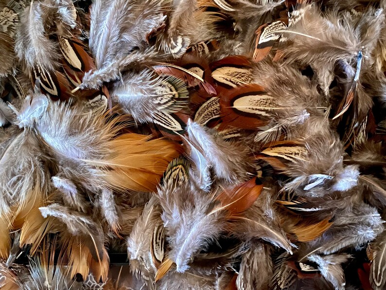Crafting Feathers Natural Real Rooster Hen Bulk Pheasant Feathers Fly ...