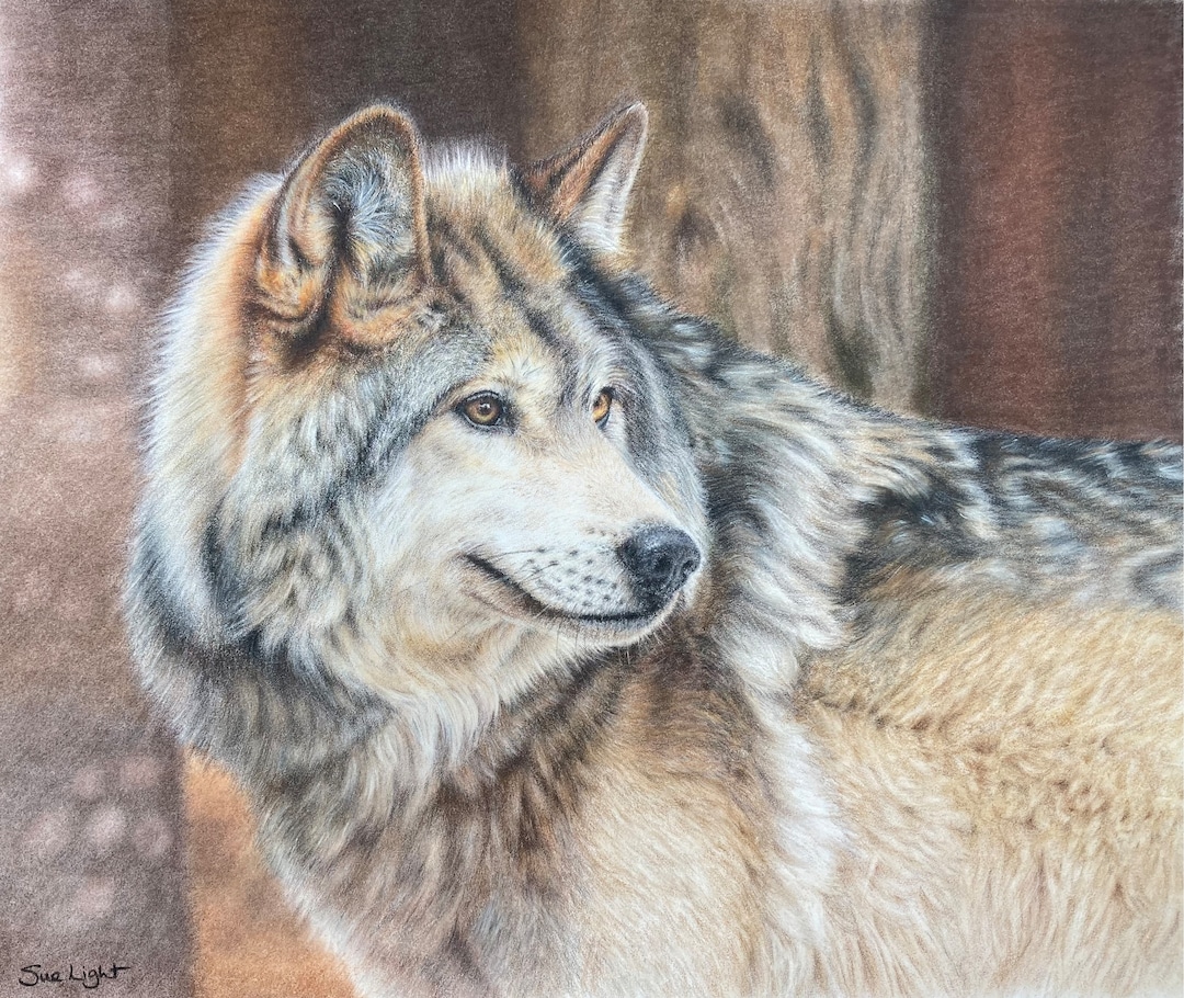 Original Coloured Pencil Drawing of a Wolf Framed & Signed by - Etsy