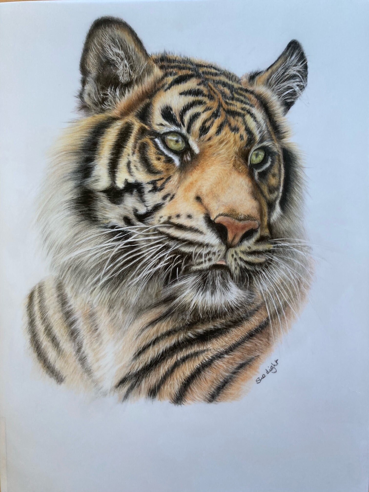 Tiger Colored Pencil Drawing