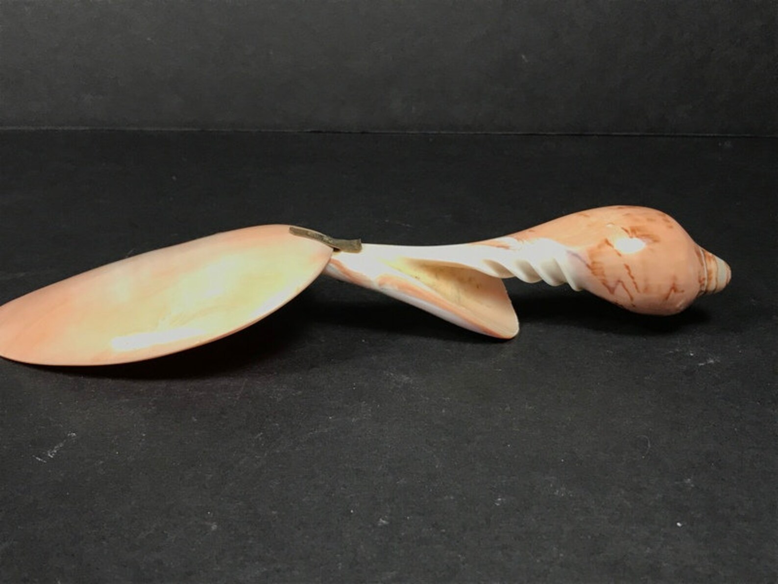 Vintage large Seashell spoon natural sea shell serving spoon | Etsy