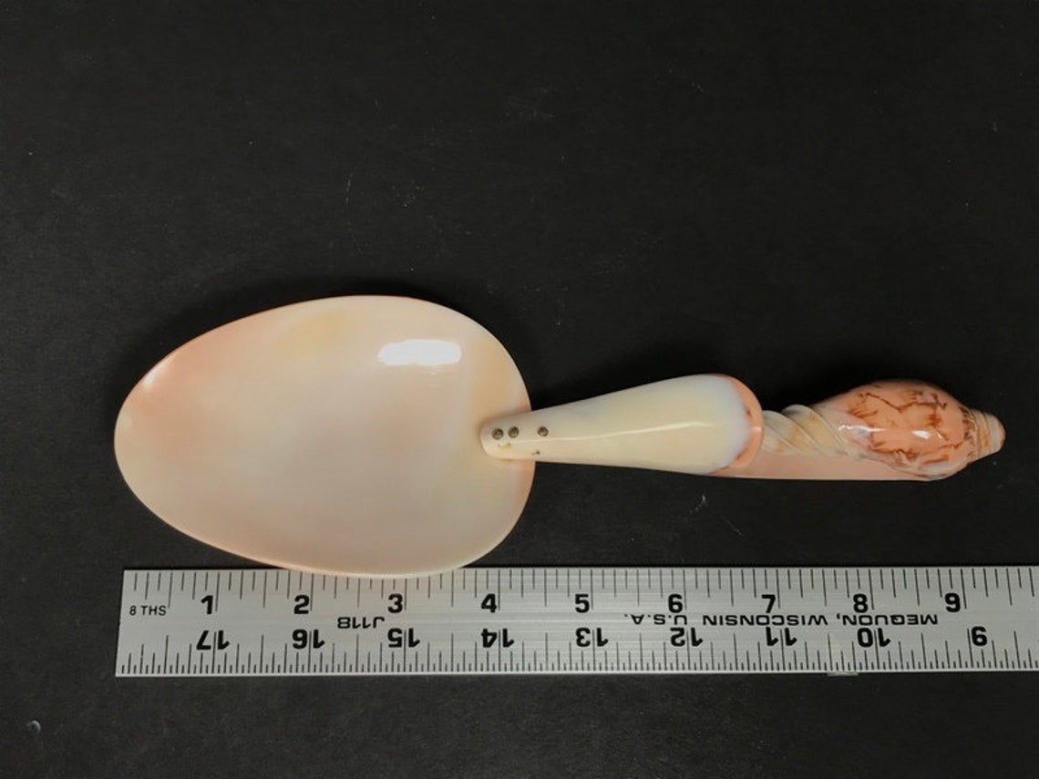 Vintage large Seashell spoon natural sea shell serving spoon | Etsy