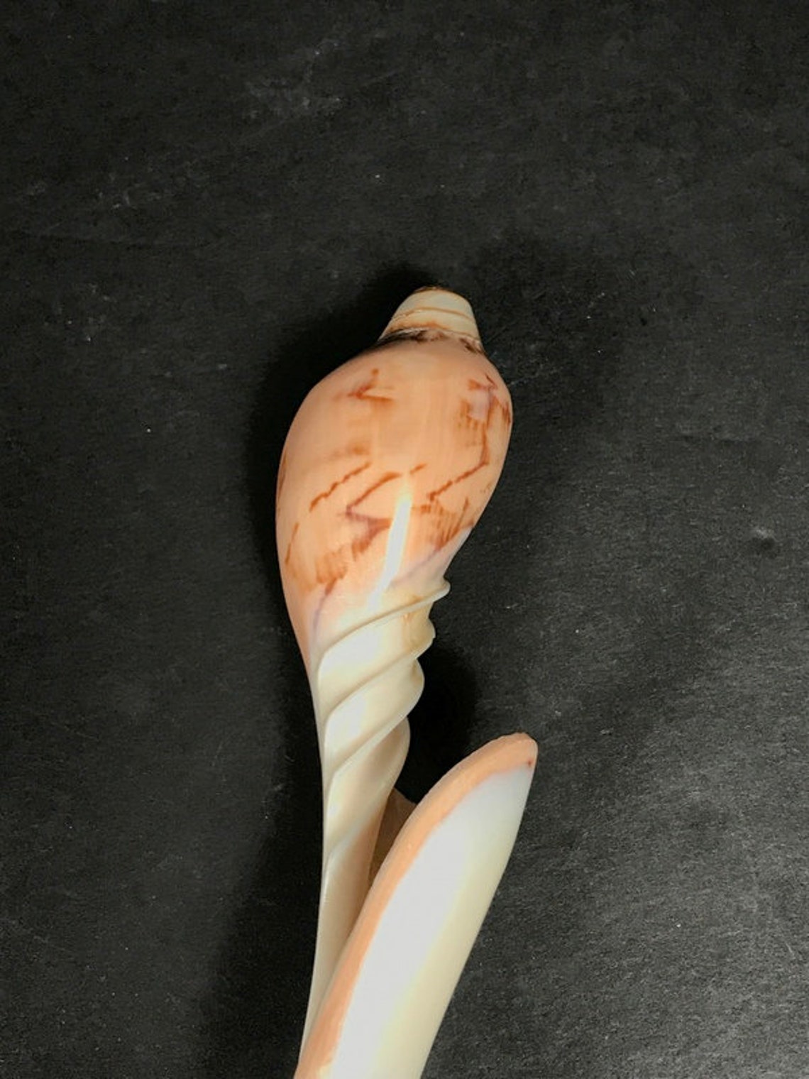 Vintage large Seashell spoon natural sea shell serving spoon | Etsy