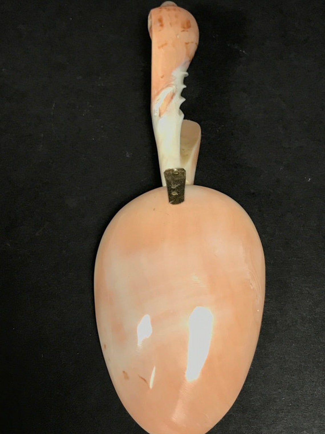 Vintage large Seashell spoon natural sea shell serving spoon | Etsy