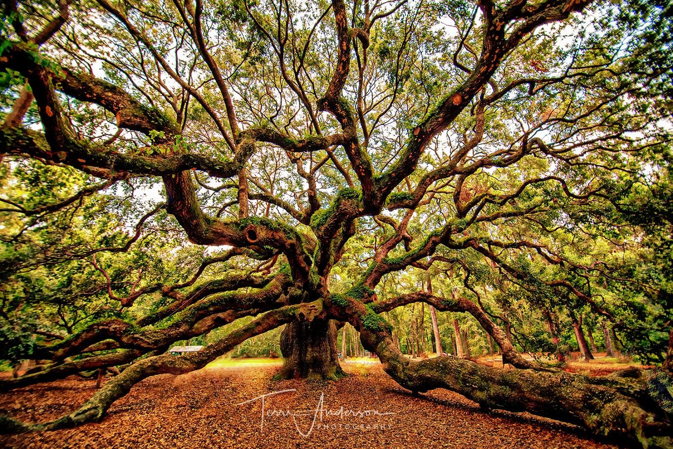 Angel Oak - Etsy