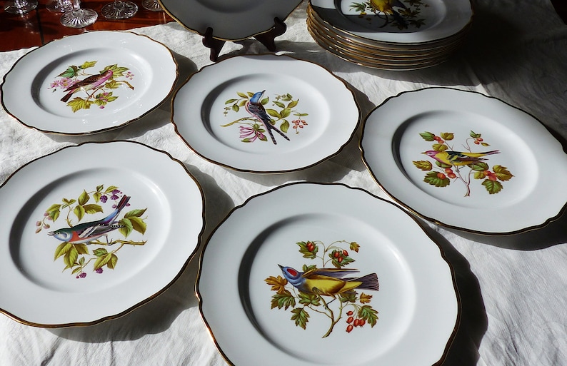 12 Vintage Spode "audubon Birds" Dinner Plates Y6466, Different Birds ...