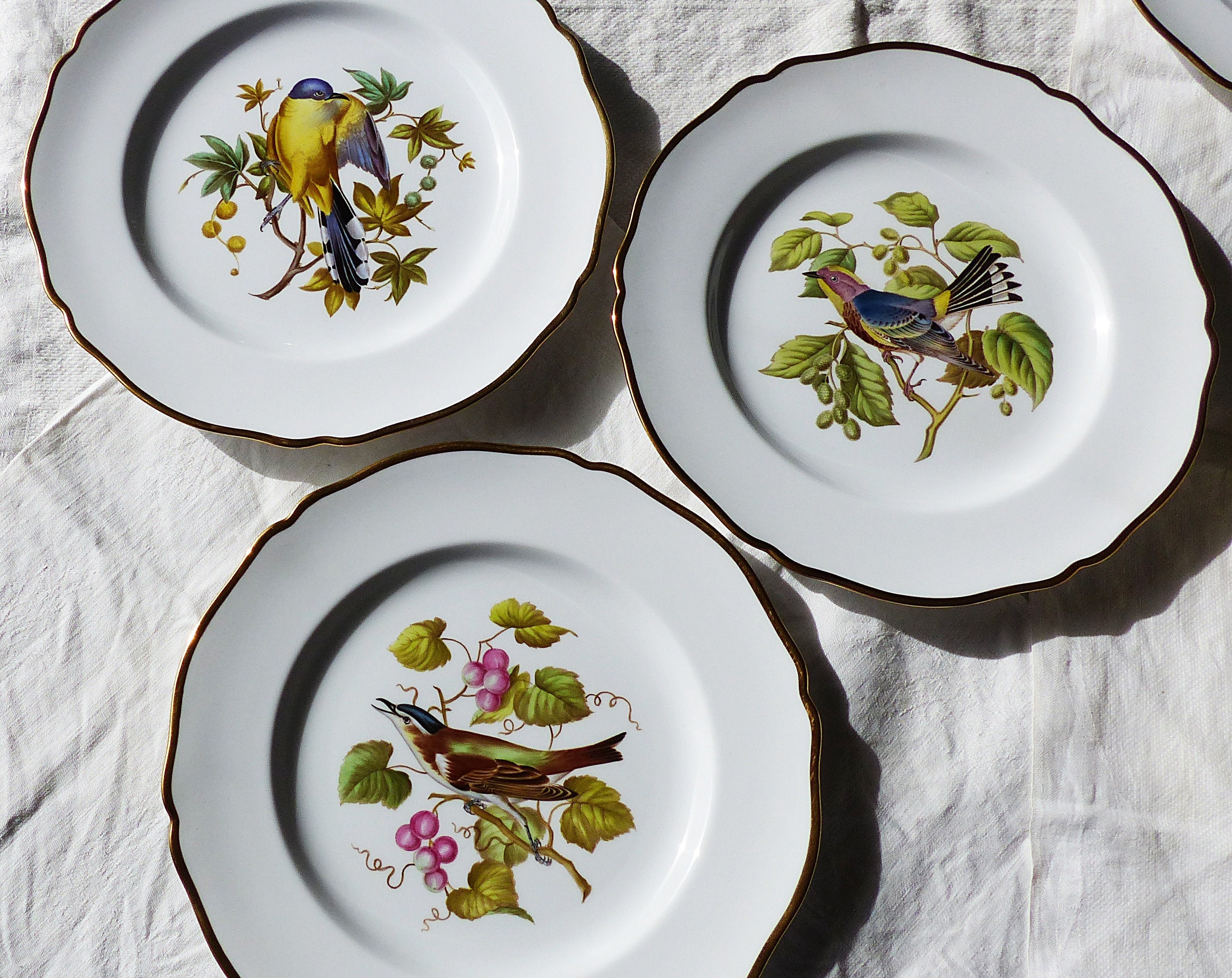 12 Vintage Spode "audubon Birds" Dinner Plates Y6466, Different Birds ...