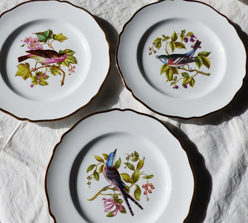 12 Vintage Spode "audubon Birds" Dinner Plates Y6466, Different Birds ...