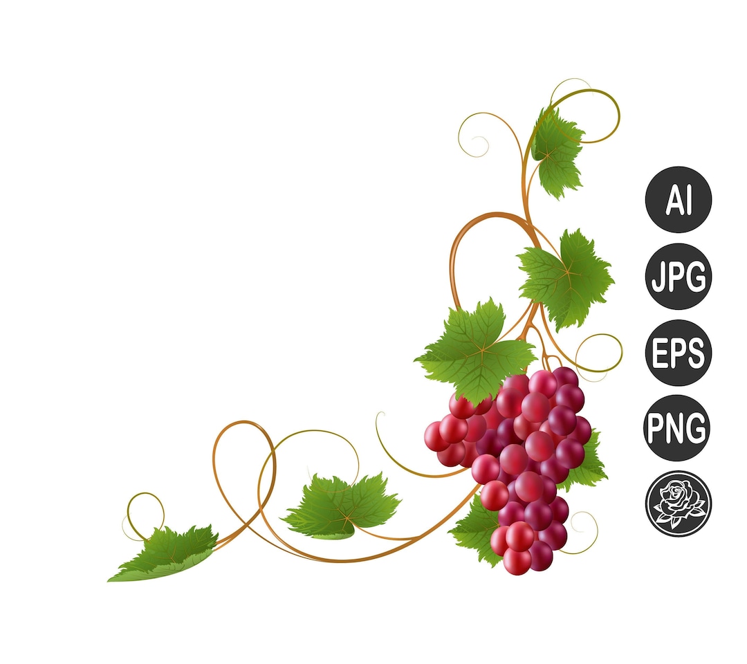 Curly Vine of Red Grapes With Fruits PNG, Grape Leaves, Vine Corner for ...