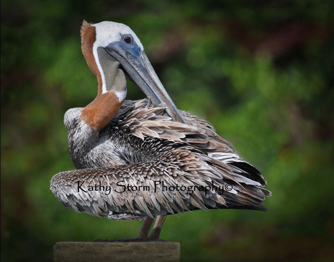 Pelícano, Pelícano Marrón, Aves de Florida, fotografía de vida silvestre, Arte de pared ...