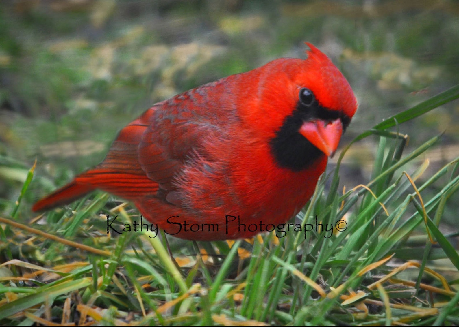 Cardinal, Florida Wildlife and Nature Photography, Red, Wall Art, Home ...