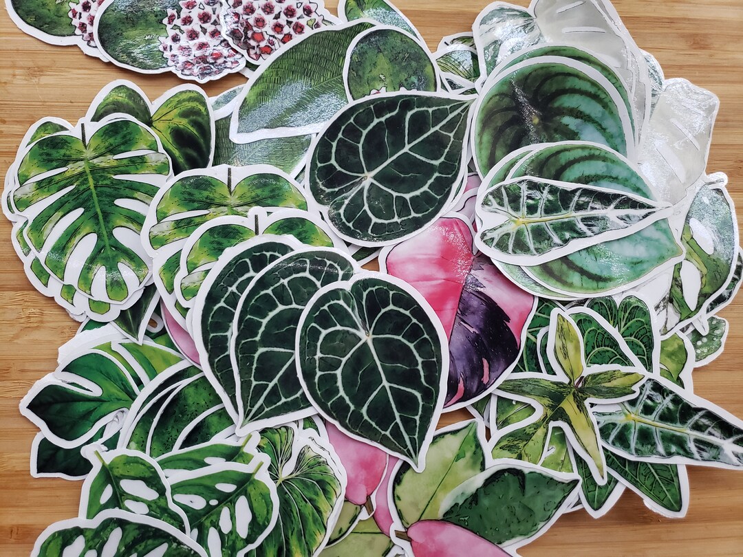 Rare Plant Stickers, Leaf Stickers Monstera Sticker Begonia Sticker ...