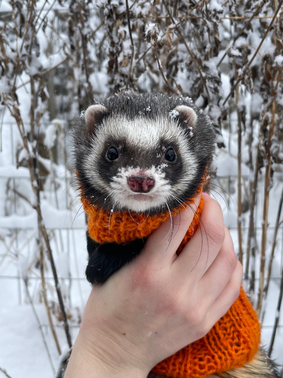 ORANGE Hand Knitted Seemless Ferret Sweater Jumper Handmade Wool Turtle ...