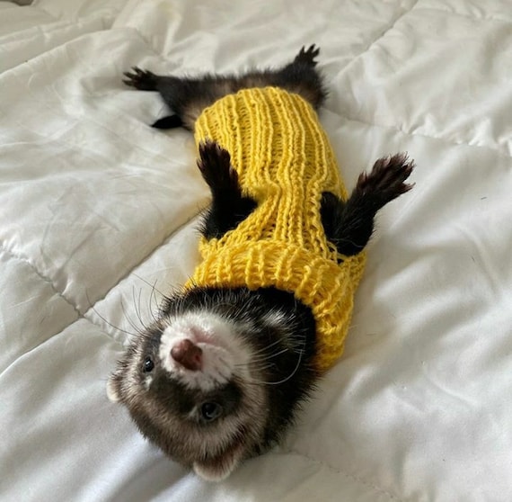 Ferrets Wearing Sweaters