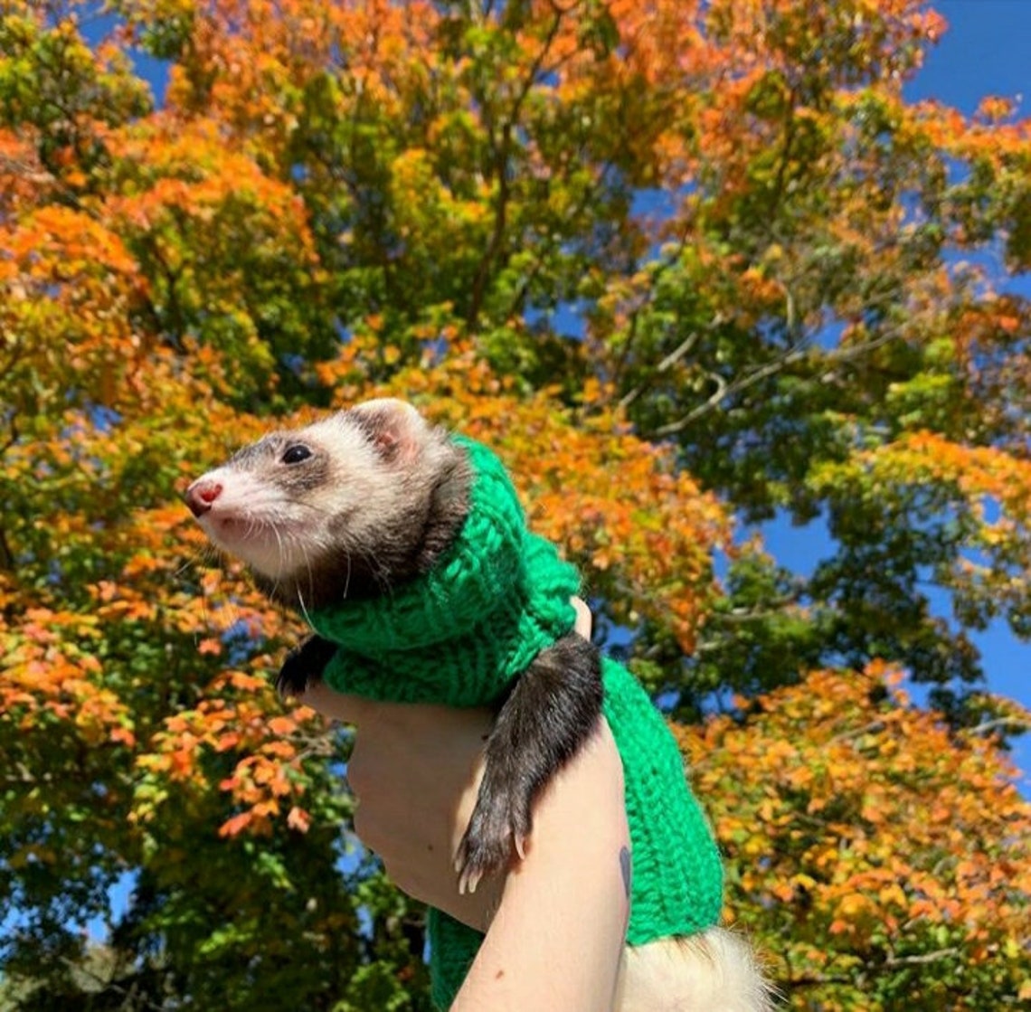 Green Hand Knitted Seemless Ferret Sweater Jumper Handmade - Etsy