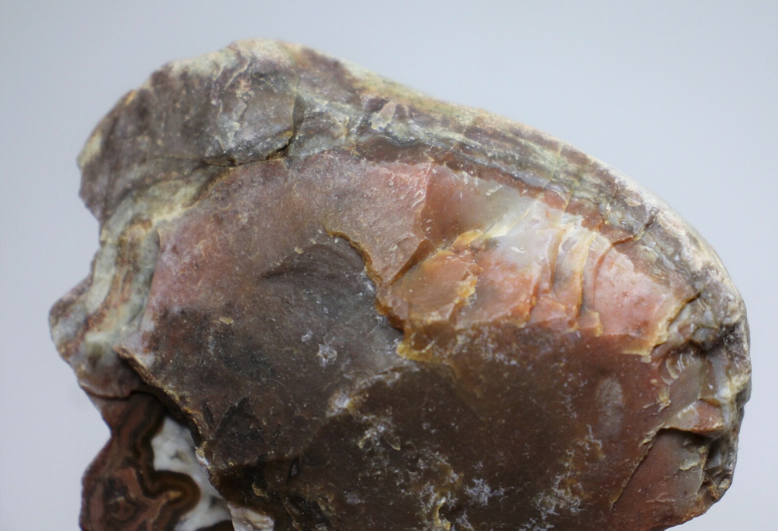 Wood Fossil Pink Brown Jasper - Etsy