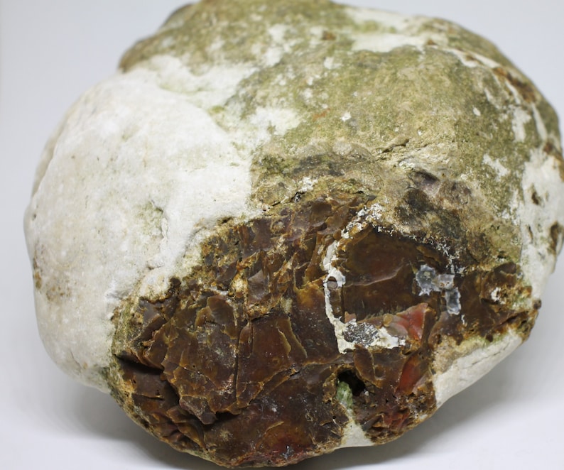 Large Cycad Fossil Section Red Jasper - Etsy