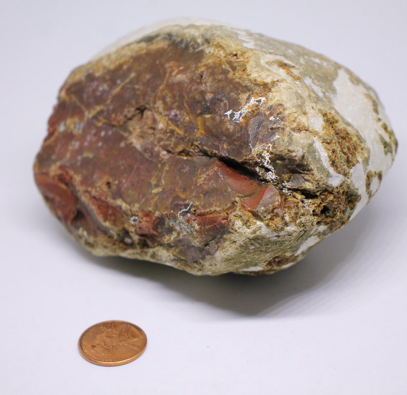 Large Cycad Fossil Section Red Jasper - Etsy