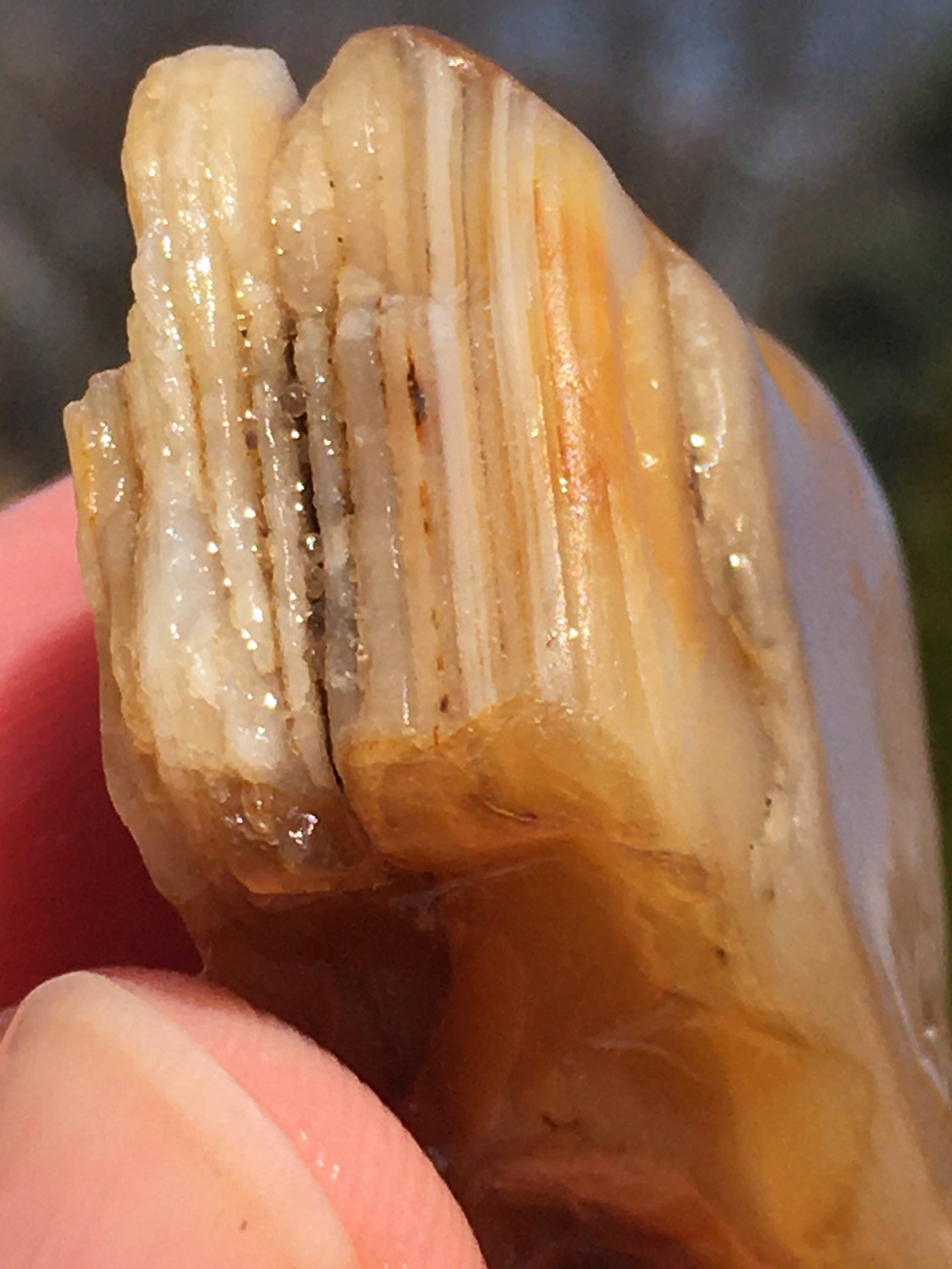 Lake Superior Agate Honey Peeler Water Level Banding .82 oz | Etsy