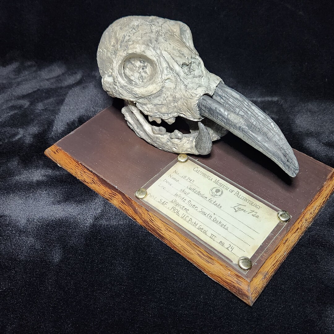 Cultellodon Skull Sabertooth Cat-like Prehistoric Carnivore Museum ...