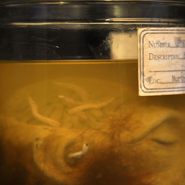 Wet Specimen - Etsy