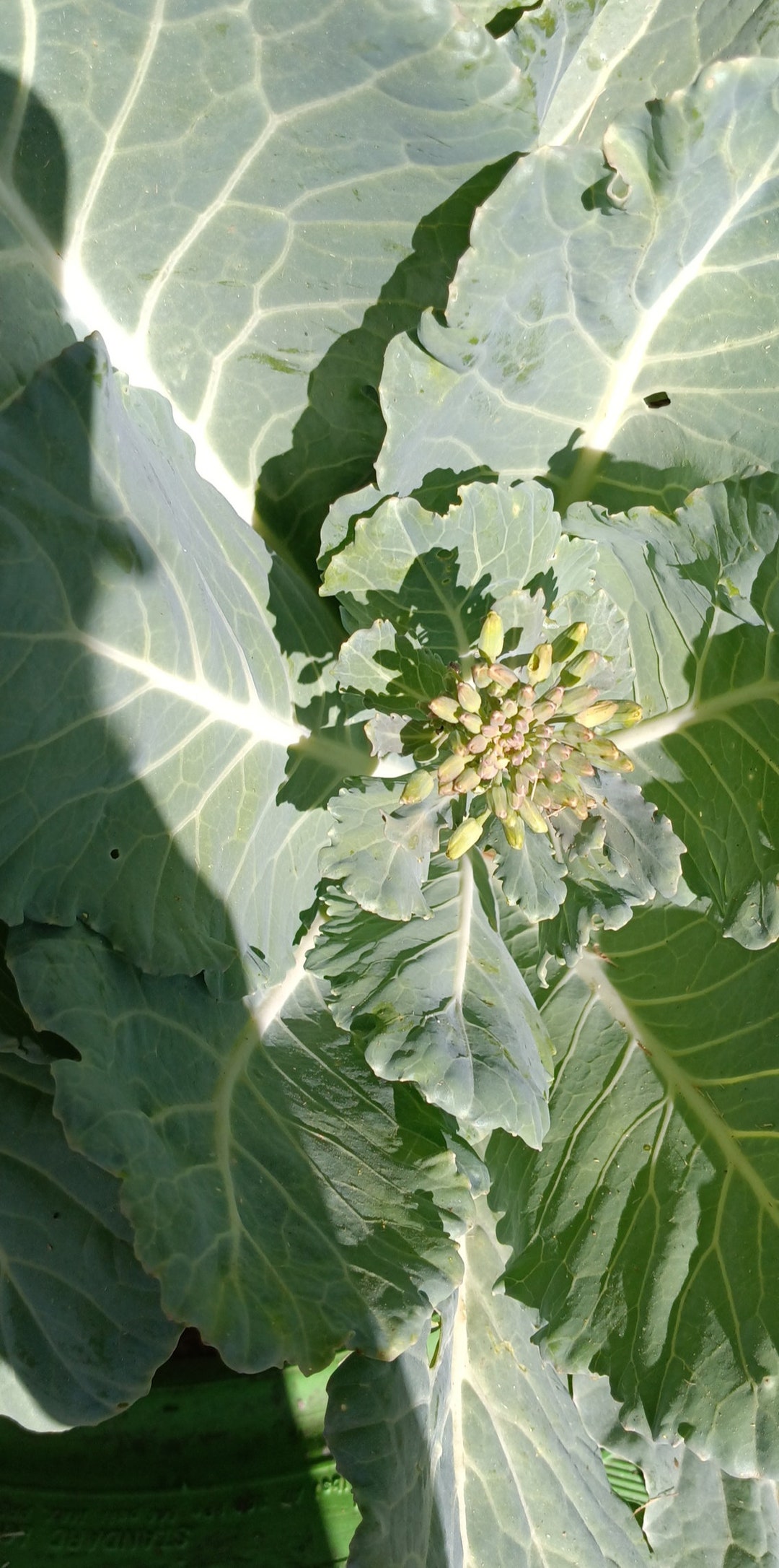 Organic Georgia Collard Green Seed - Etsy