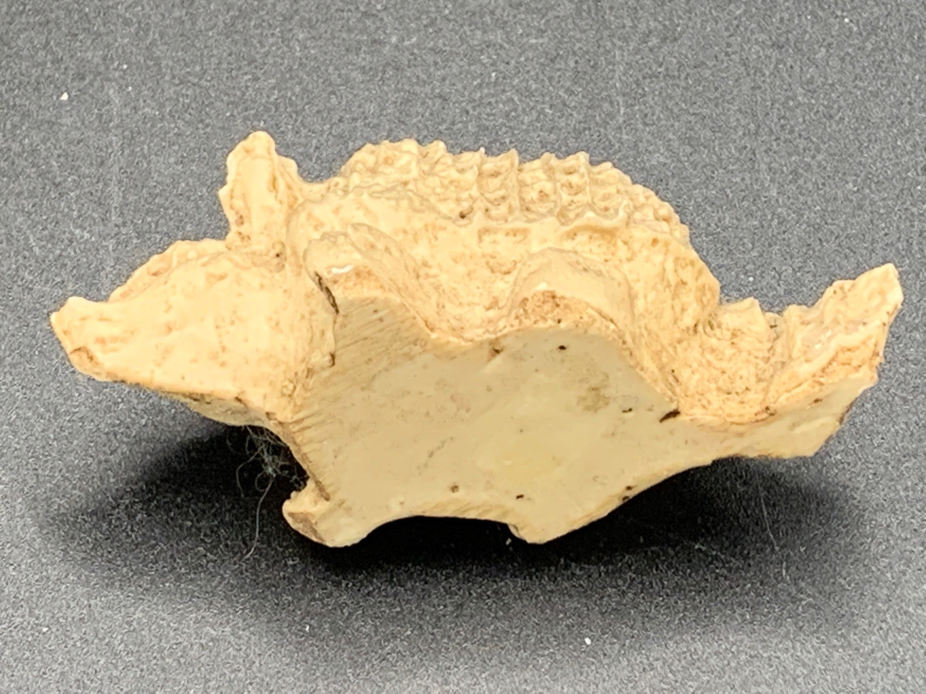 Vintage ARMADILLO TAN RESIN 2 3/4 Long X 1 1/4 High X 1 1/4 - Etsy UK