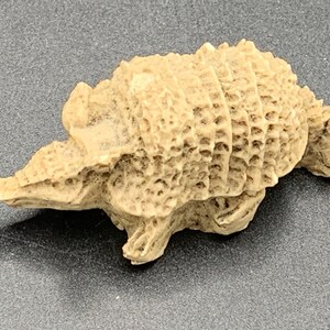 Vintage ARMADILLO TAN RESIN 2 3/4” Long X 1 1/4” High X 1 1/4” Deep ...