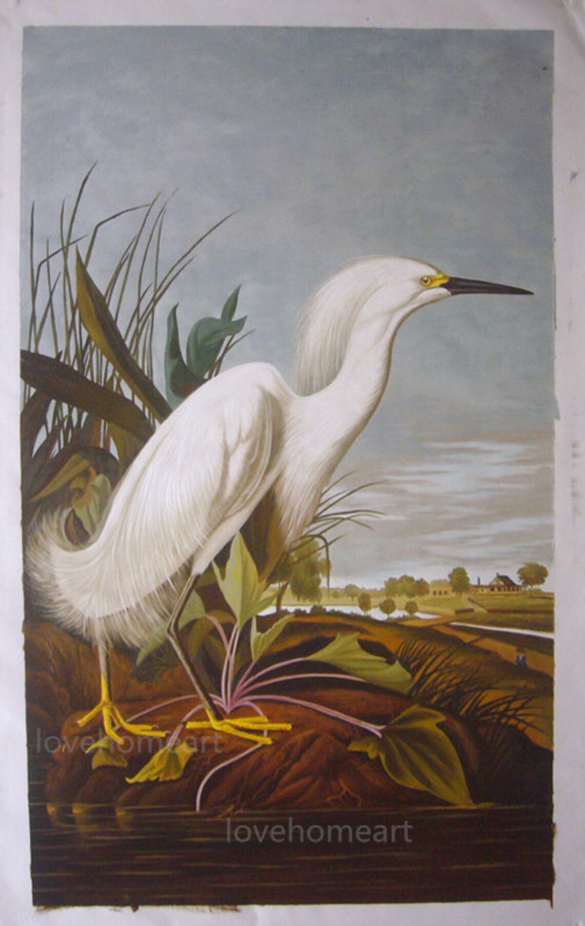 Handpainted Snowy Heron or White Egret by John James Audubon Oil ...