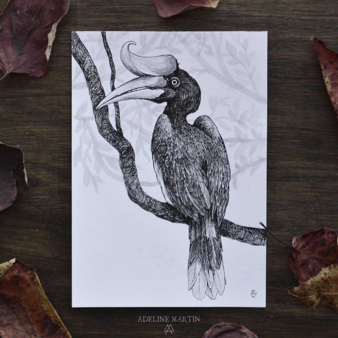 Original Ink Drawing Inktober Calao - Etsy