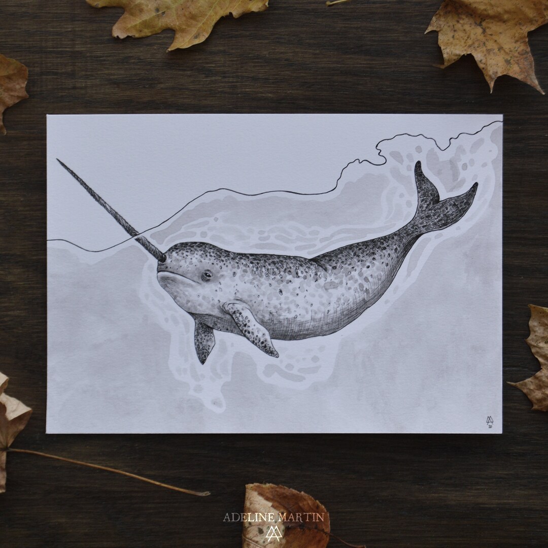 Original Ink Drawing Inktober Narval - Etsy