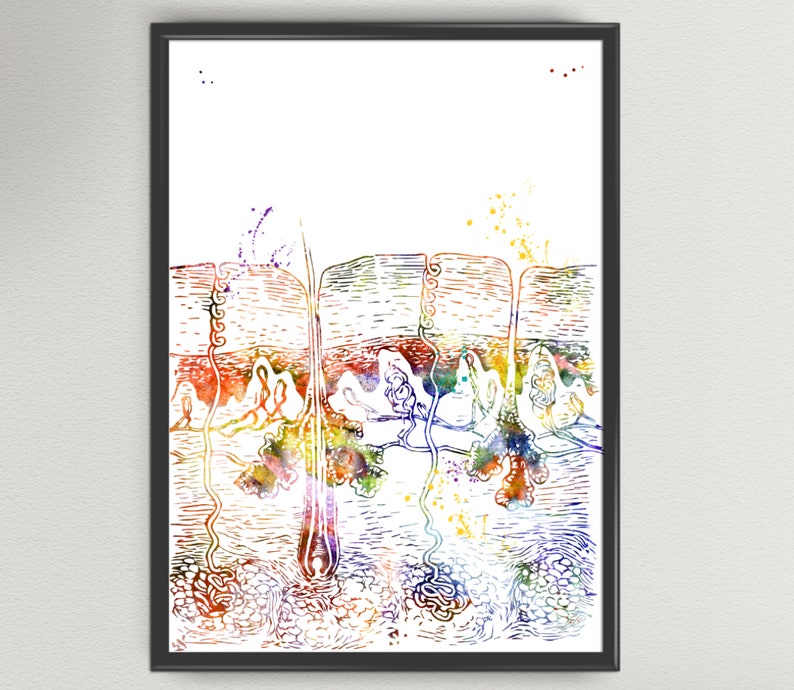 Human Skin Watercolor Print Epidermis Dermatology Art Print - Etsy