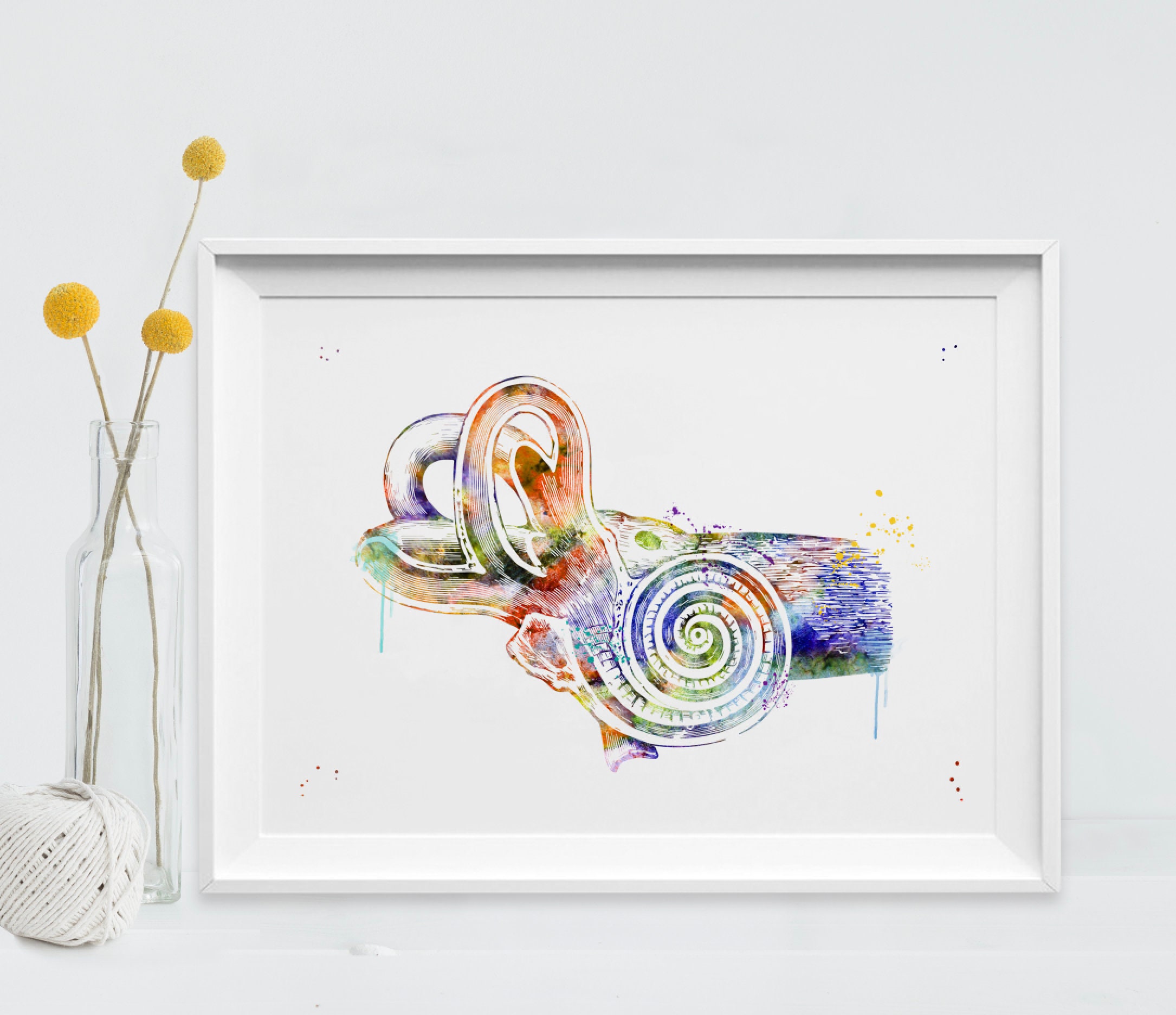 Middle Ear Watercolor Print Anatomy Ear Audiologist Gift Human | Etsy