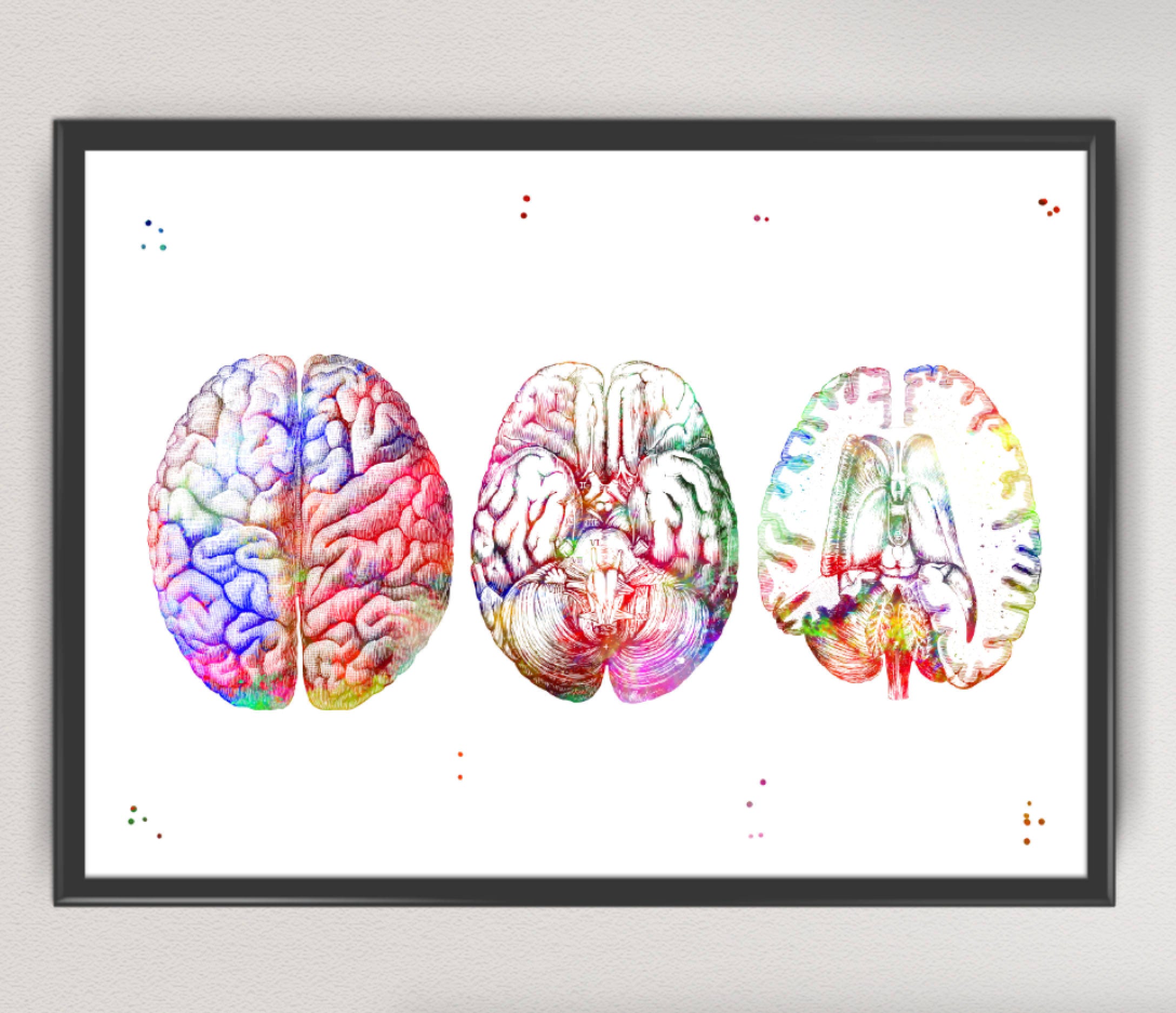 Human Brain Print Watercolor Anatomy Brain Seccion Art Print Human ...