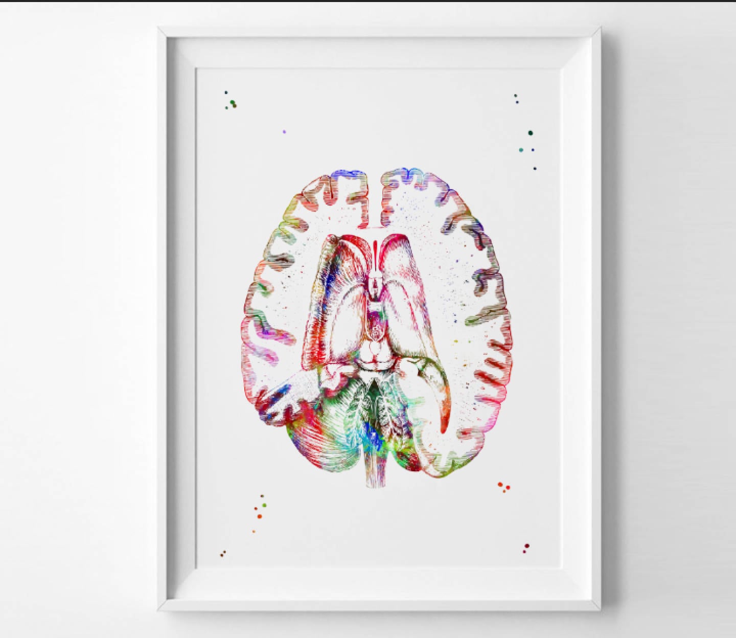 Human Brain section Print Watercolor Hospital decor Anatomy | Etsy