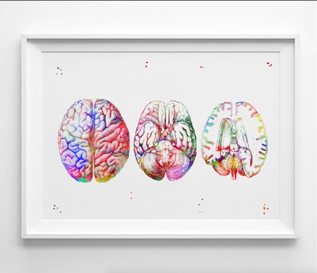 Human Brain Print Watercolor Anatomy Brain Seccion Art Print Human ...