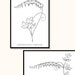 Bleeding Heart Flower, Pen and Ink, Hand Drawing, Instant Download ...