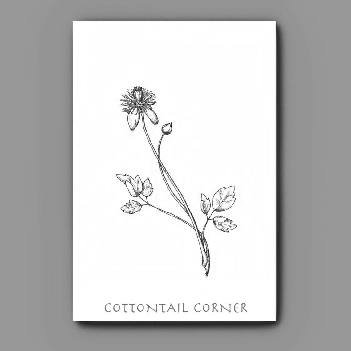 Clematis Flower, Pen and Ink, Hand Drawing, Botanical Art, Instant ...