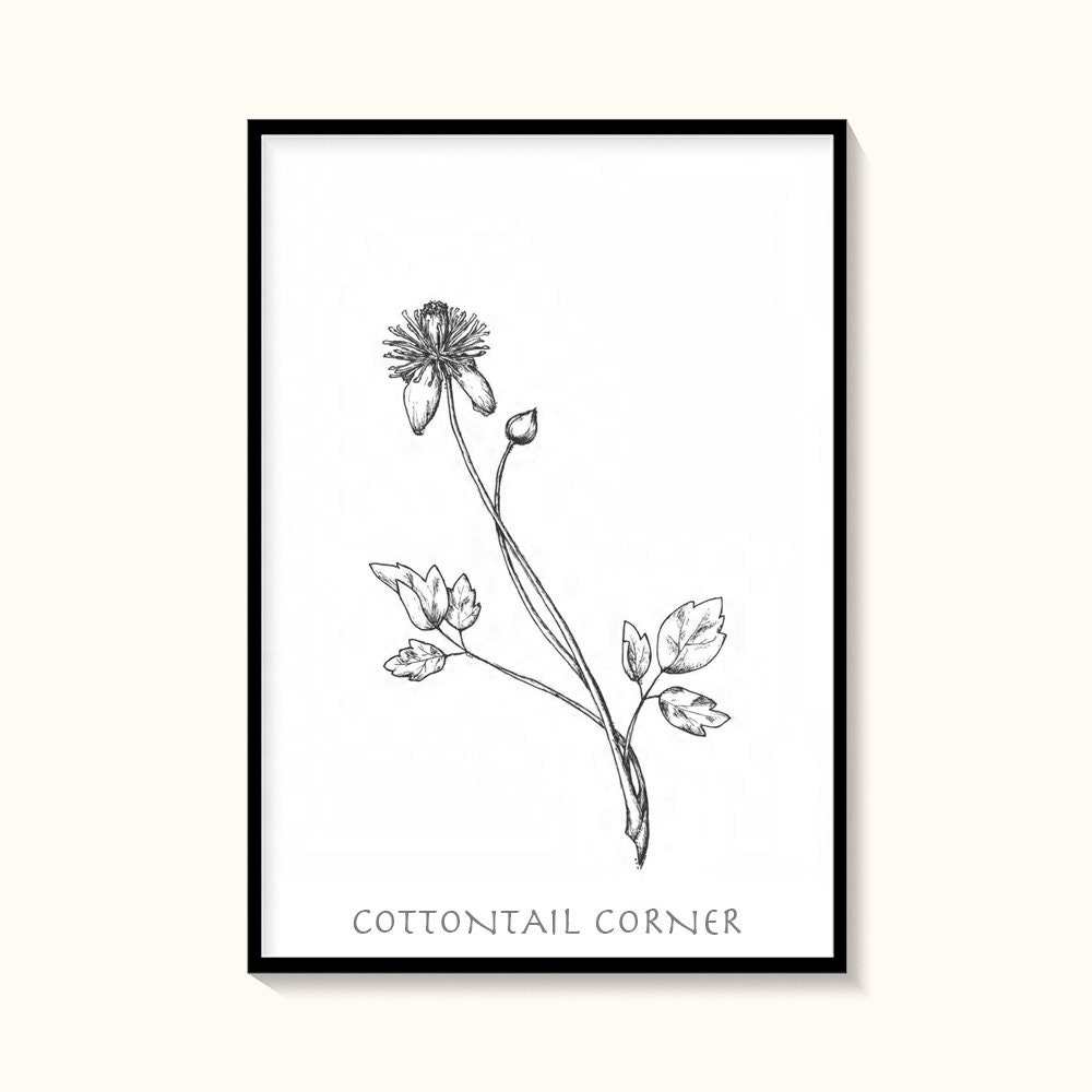 Clematis Flower, Pen and Ink, Hand Drawing, Botanical Art, Instant ...