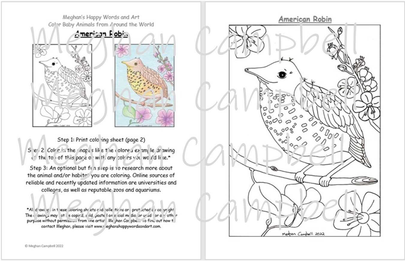 American Robin Coloring Page