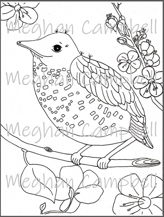 American Robin Coloring Page