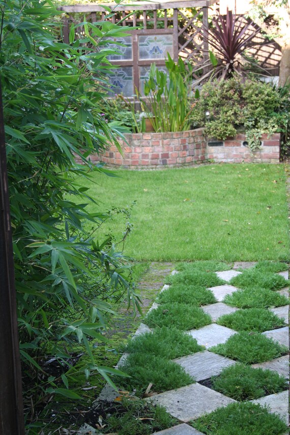 Chamomile Lawn