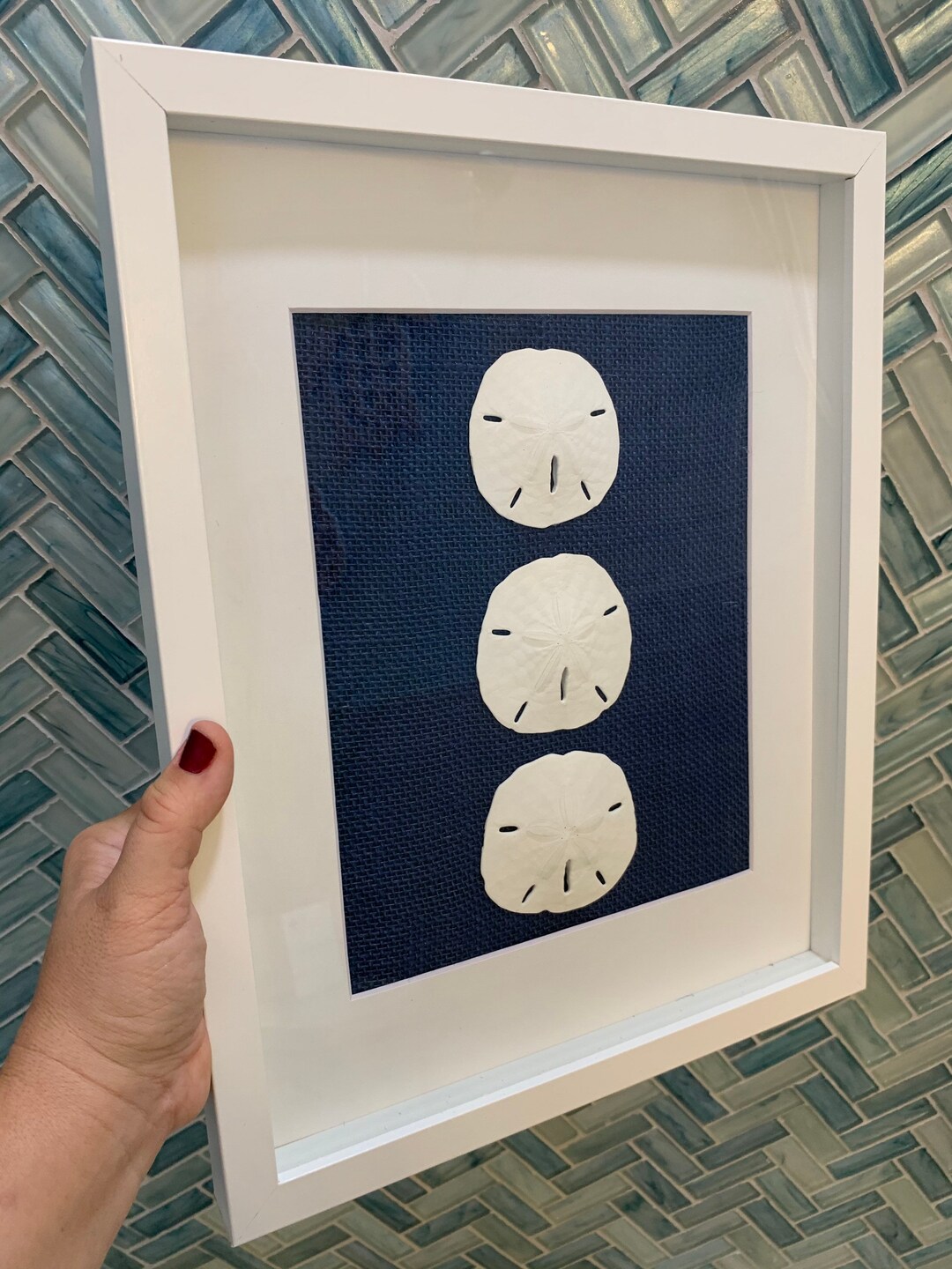 11x14 Sand Dollar Shadowbox Frame Beach Coastal - Etsy