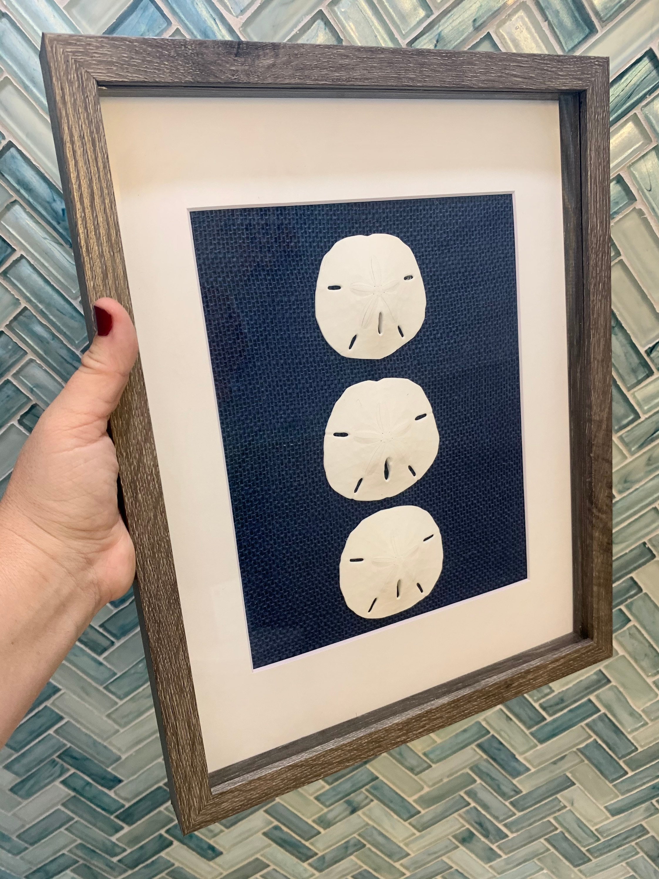 11x14 Sand Dollar Shadowbox Frame Beach Coastal - Etsy