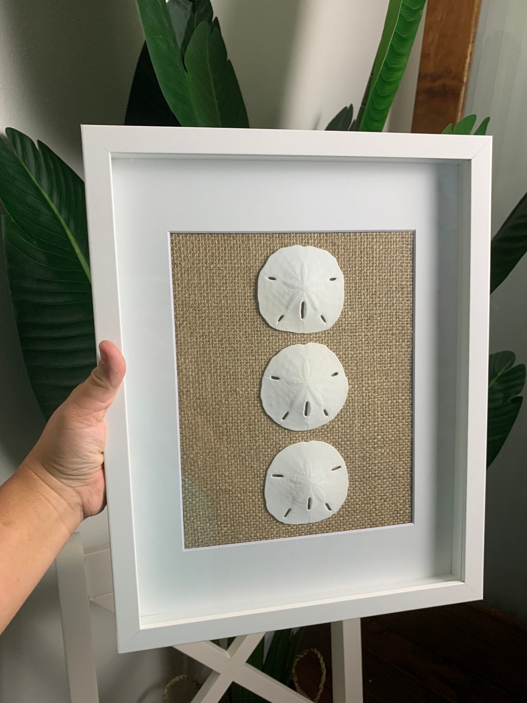 Sand Dollar Shadowbox Frame | Handmade Coastal Beach Home Decor ...