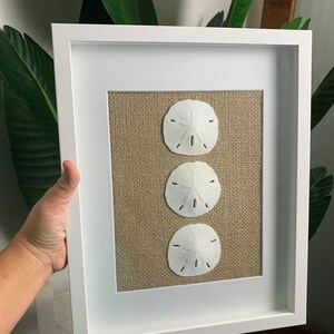 Sand Dollar Shadowbox Frame | Handmade Coastal Beach Home Decor ...