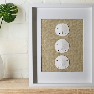 Sand Dollar Shadowbox Frame | Handmade Coastal Beach Home Decor ...