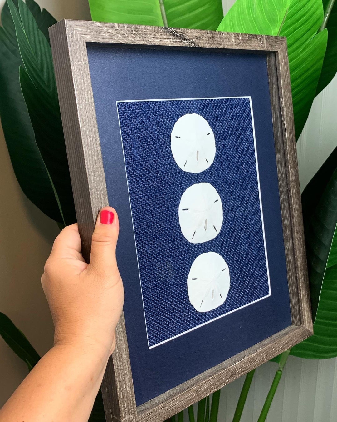 Sand Dollar Shadowbox Frame Handmade Coastal Beach Home Decor Nautical ...