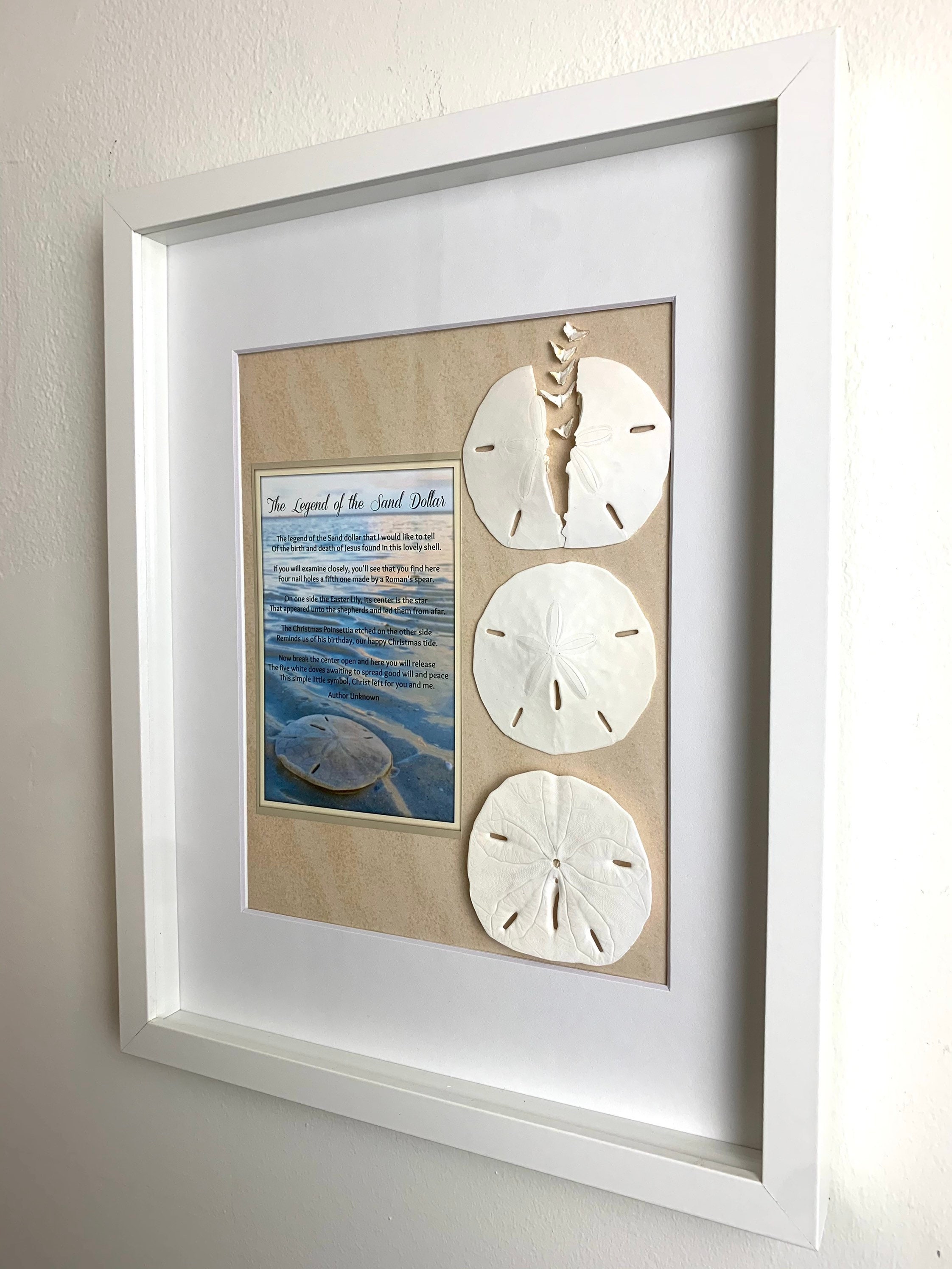Sand Dollar Shadow Box