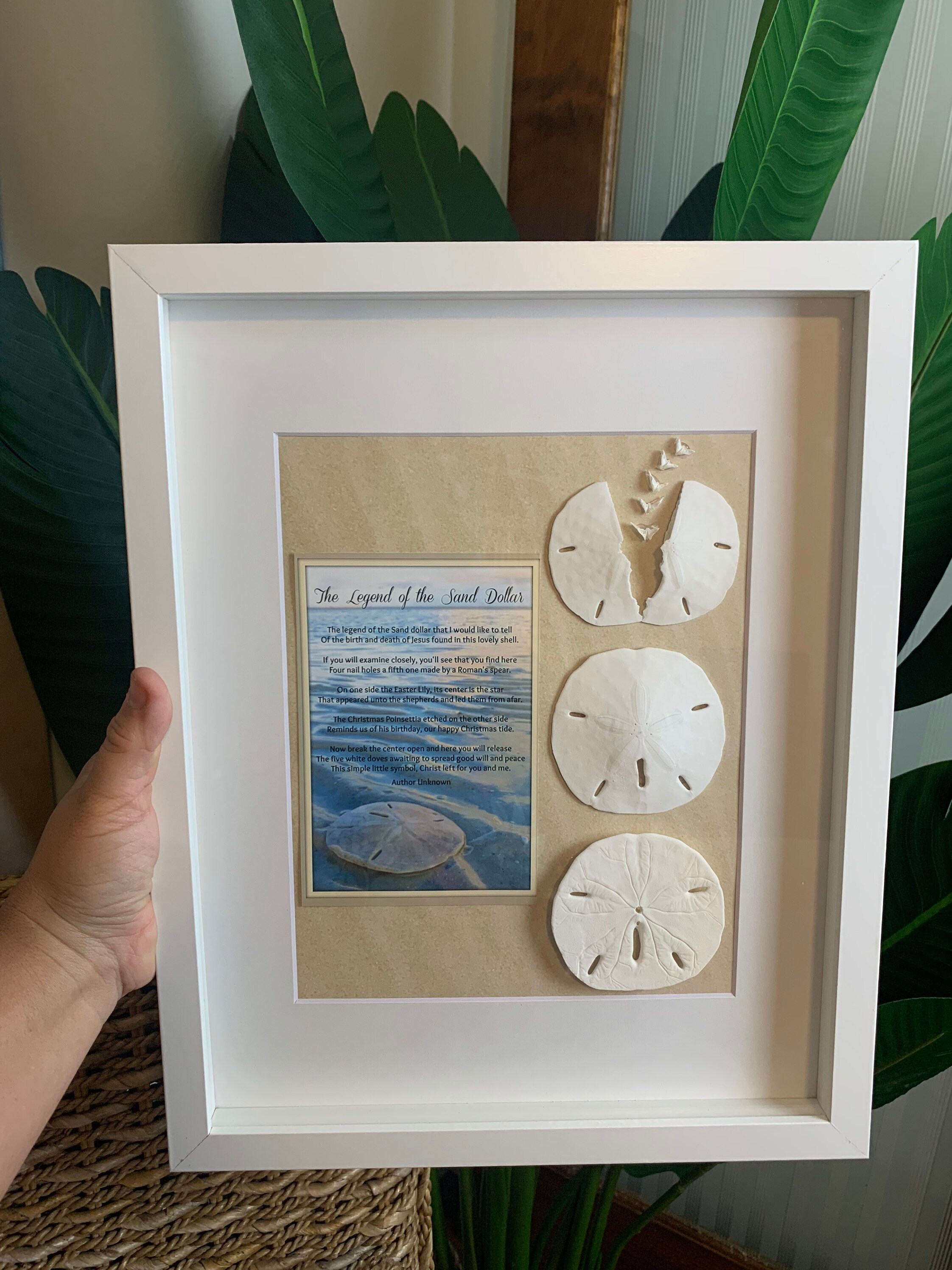 Sand Dollar Shadow Box