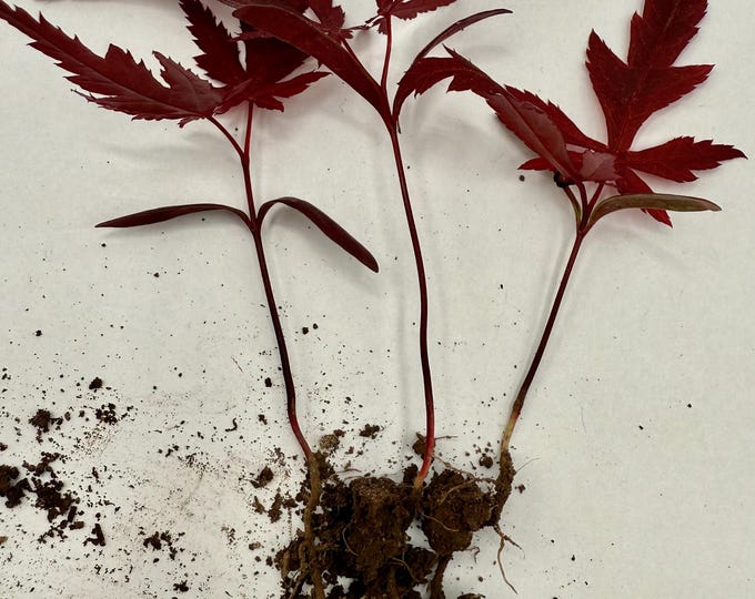 Japanese Laceleaf Maple Tree Sapling Acer Palmatum Variety Dissectum - Etsy